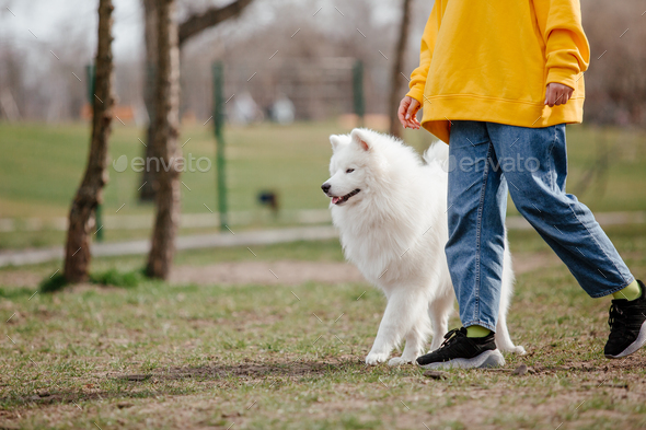 Samoyed dog running and playing in the park. Big white fluffy dogs on a ...
