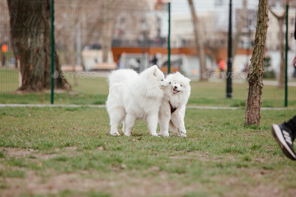 Samoyed dog running and playing in the park. Big white fluffy dogs on a ...
