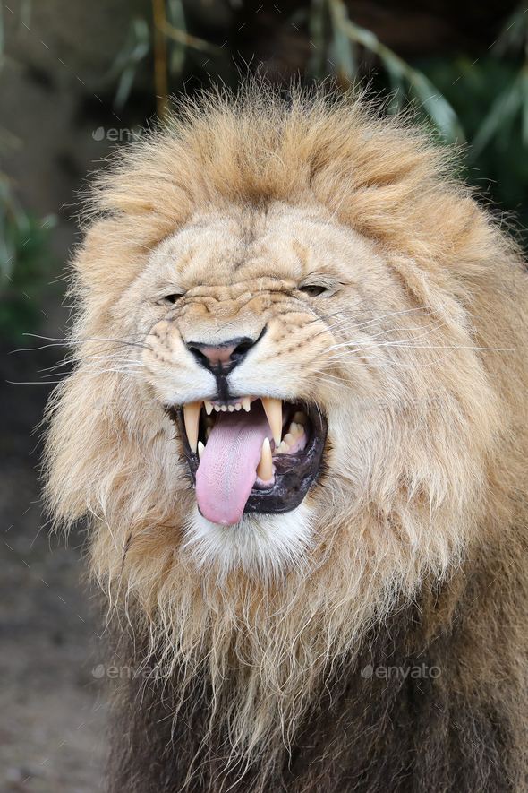 Close up portrait of a male lion, Panthera Leo, with Flehmen response ...