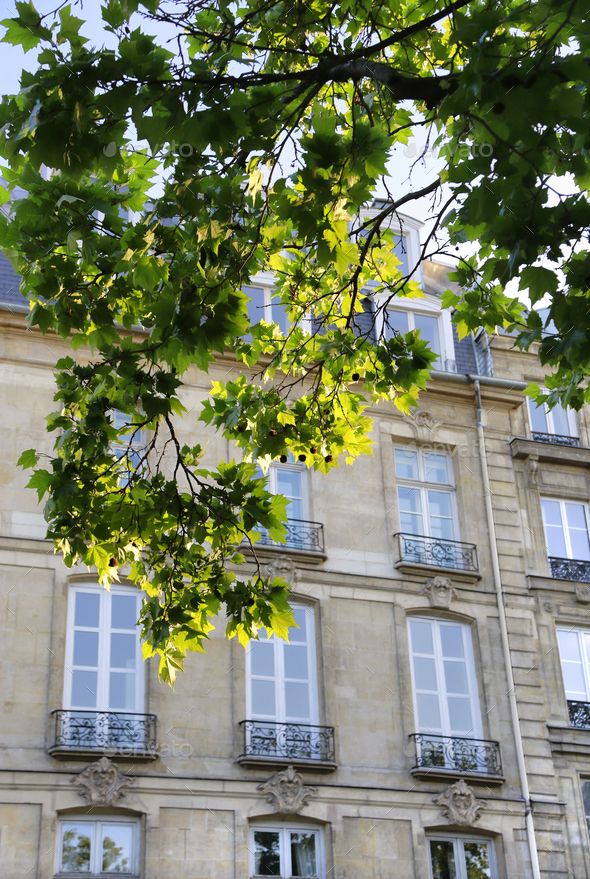 Branches of spring tree against facade of a typical old building in ...