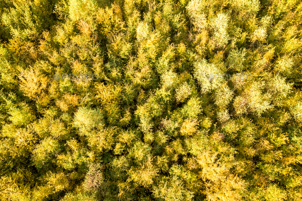 Top down aerial view of green and yellow canopies in autumn forest with ...