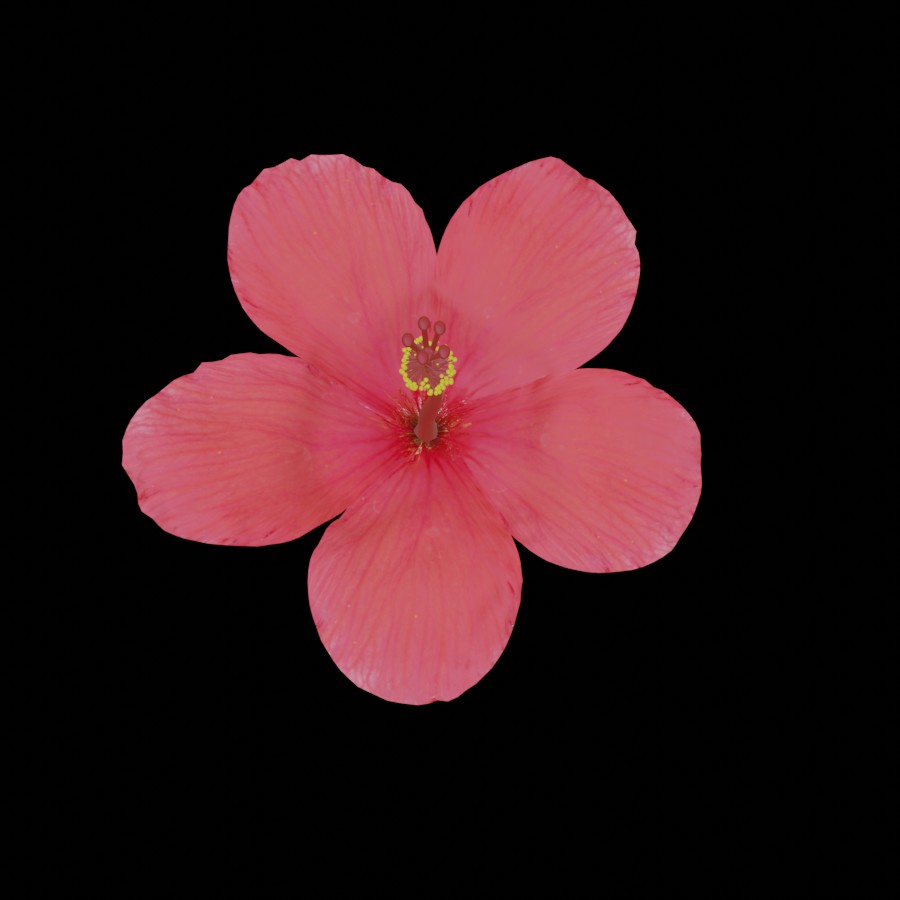 Hibiscus 3D model by SF_Dragon | 3DOcean