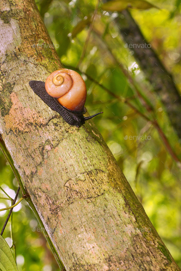 Giant Tree Snail, Sinharaja National Park Rain Forest, Sri Lanka Stock ...