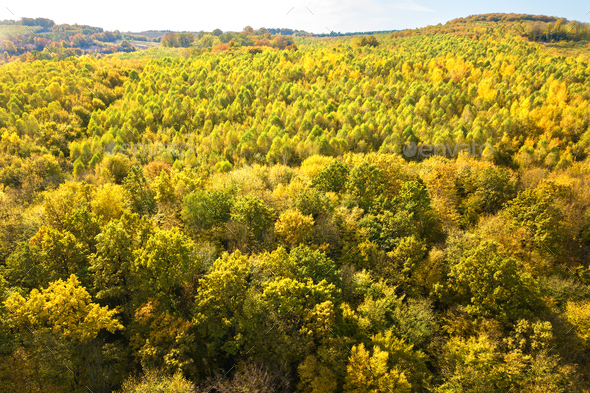 Top down aerial view of green and yellow canopies in autumn forest with ...