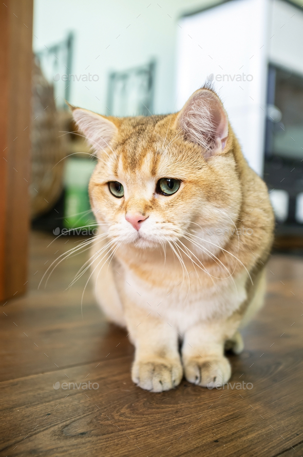Sad cat misses his owners who are away on vacation. Stock Photo by ...