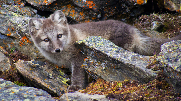 Arctic Fox, Nordvest-Spitsbergen National Park, Arctic, Svalbard ...