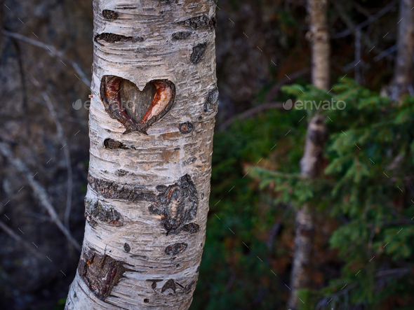 A heart carved into a birch trunk in the forest Stock Photo by 01Rasti