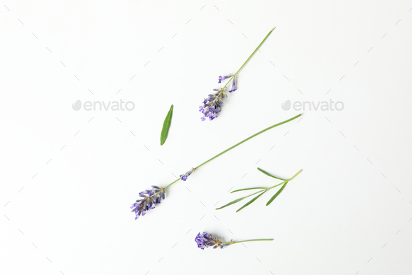 Lavender flowers on white background, top view Stock Photo by AtlasComposer