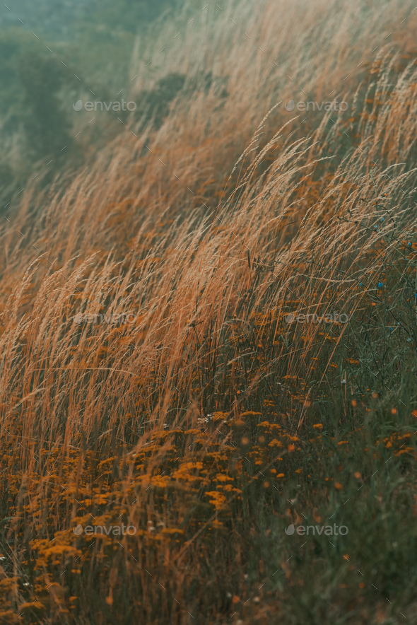 Dry grass meadow valley of Zlatibor region in Serbia Stock Photo by ...