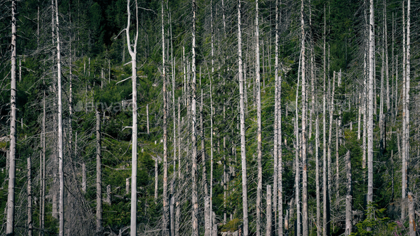 Many dry trees in a coniferous forest Stock Photo by 01Rasti | PhotoDune