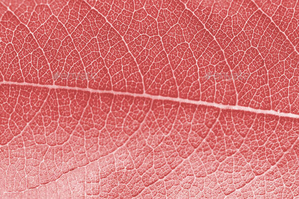 Macro leaf texture pink red colorized with beautiful relief facture of ...