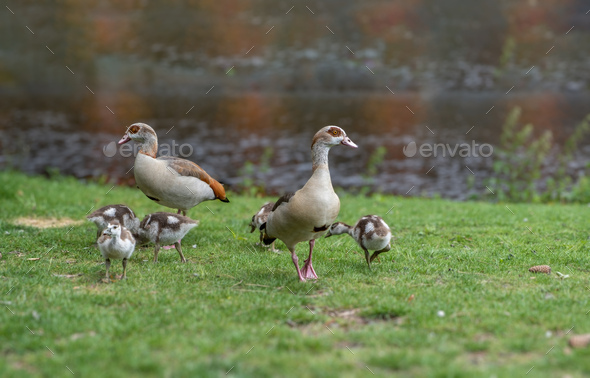 Amsterdam, Vondelpark at Netherlands. Ducks family on green grass next ...