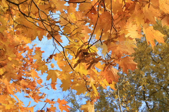 Branches of autumn maple with bright yellow leaves Stock Photo by didesign