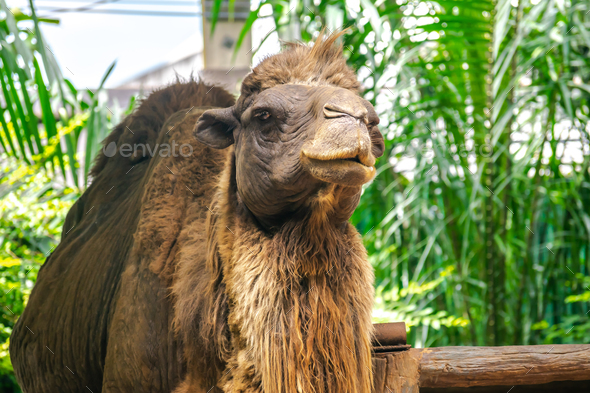 Bactrian camel or Camelus ferus Stock Photo by sitthipongp | PhotoDune