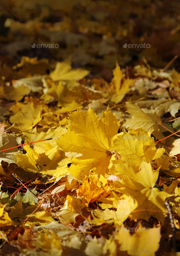 Beautiful fall foliage of maple tree Stock Photo by didesign | PhotoDune