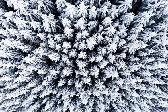 Frozen trees topdown aerial view Stock Photo by mmmvideos | PhotoDune