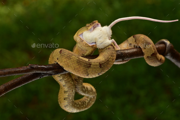 Craspedocephalus puniceus, viper snake eating a mouse Stock Photo by ...