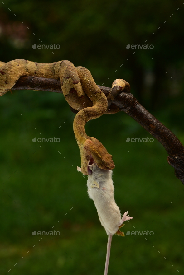 Craspedocephalus puniceus, viper snake is eating mouse Stock Photo by ...