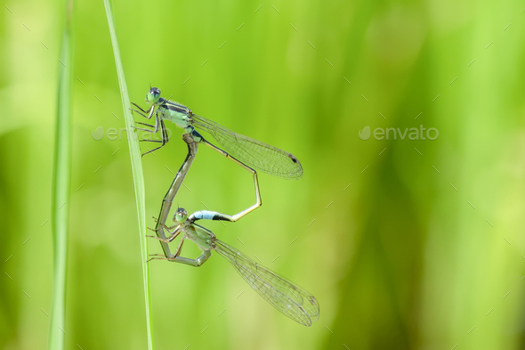 mating insect Stock Photo by King_satriaru | PhotoDune