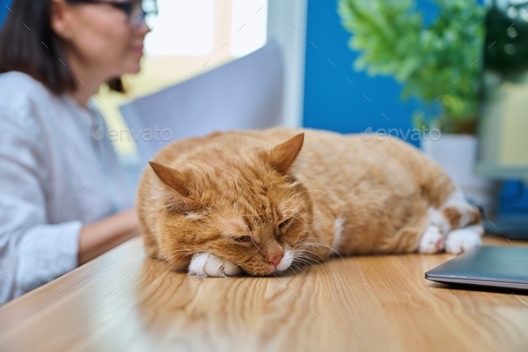 Cat sleeping on desk in home office, woman using computer Stock Photo ...