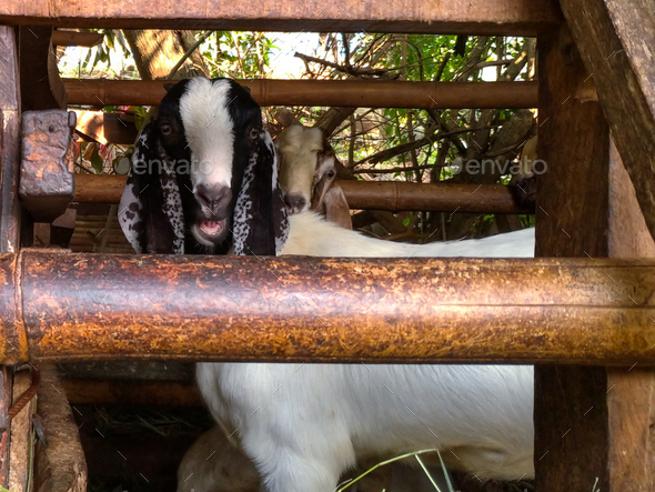 Kacang goat is one of the local goat breeds that spread throughout ...