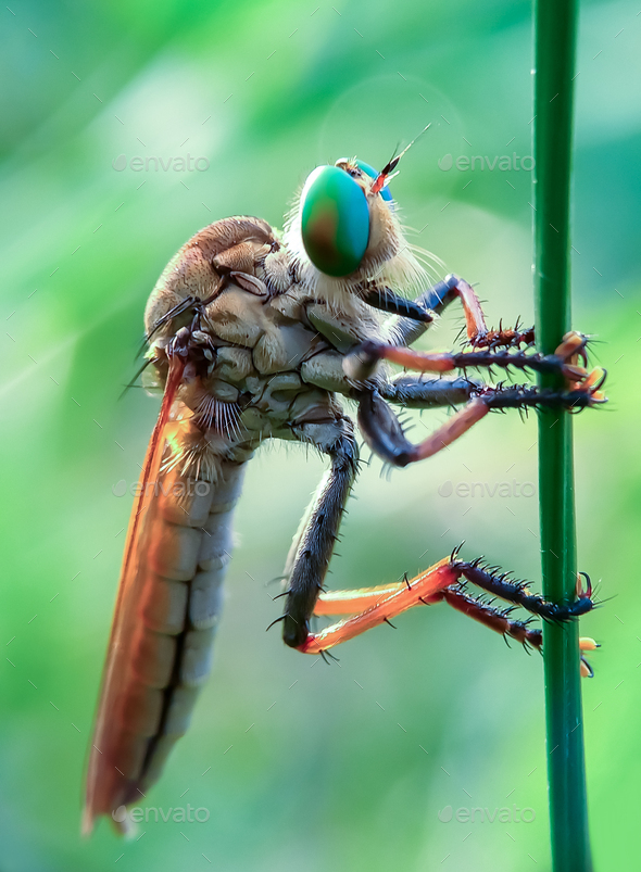 asilidae, robber fly, nature background photo Stock Photo by gallery_arief