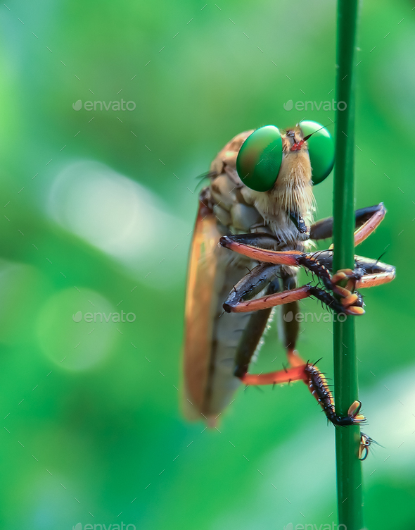 asilidae, robber fly, nature background photo Stock Photo by gallery_arief