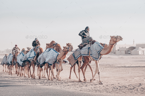 Men riding camel caravan in Qatar Stock Photo by popovamarina | PhotoDune