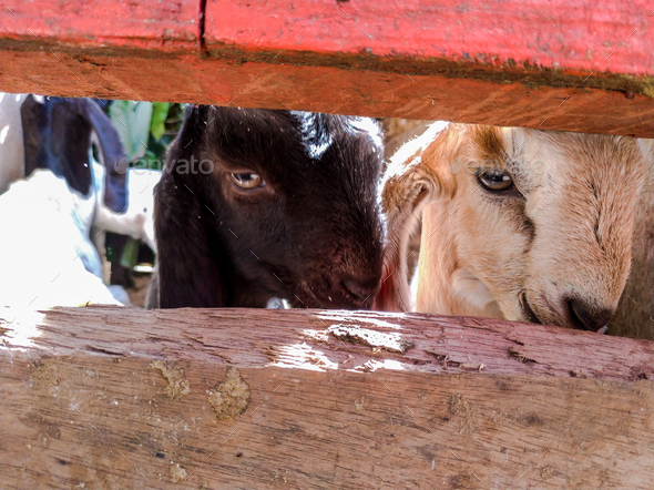 Kacang goat is one of the local goat breeds that spread throughout ...