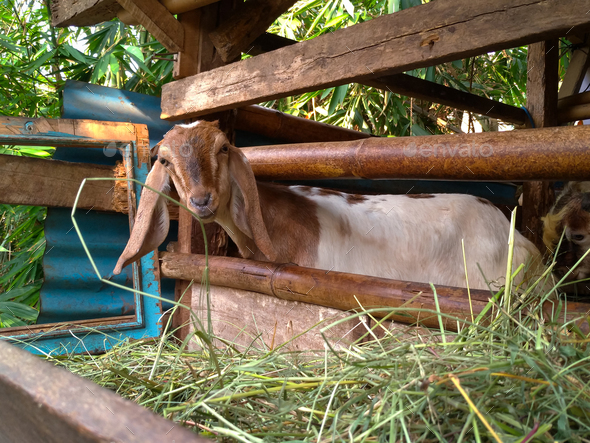 Kacang goat is one of the local goat breeds that spread throughout ...