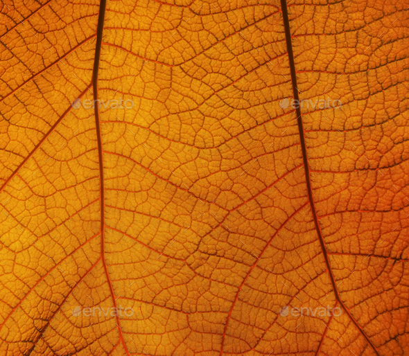 Close up texture of orange leaf with veins Stock Photo by BreakingTheWalls