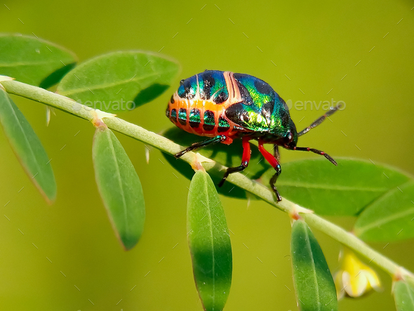 Jewel bug, Nature background photo Stock Photo by gallery_arief | PhotoDune