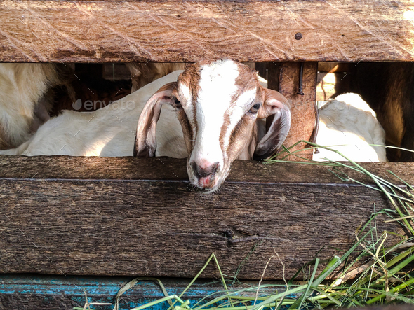 Kacang goat is one of the local goat breeds that spread throughout ...