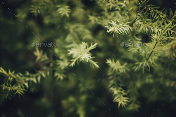 Leaves of Revolution Gold or Black Tea Tree (Melaleuca bracteata F ...