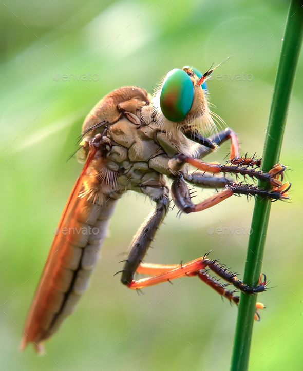 asilidae,robber fly, nature background photo Stock Photo by gallery_arief