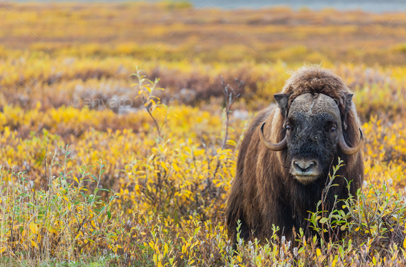 Musk ox Stock Photo by Galyna_Andrushko | PhotoDune