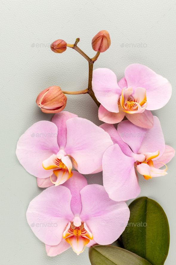 Pink spa orchid theme objects on pastel background. Stock Photo by ...