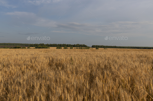 Agricultural rye field at sunset Stock Photo by wizardrebel | PhotoDune