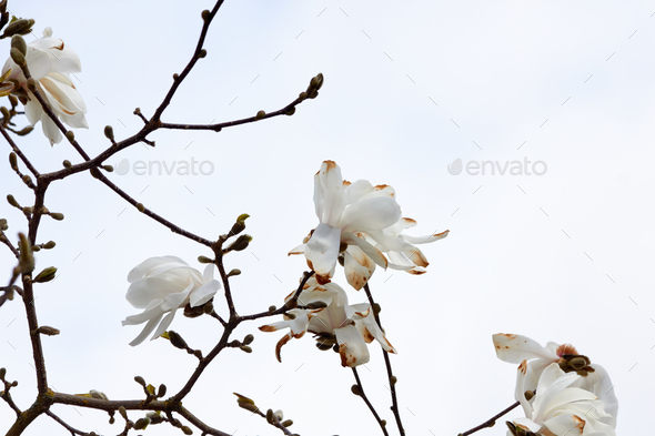 Magnolia flowers changing petal colours Stock Photo by couragesings