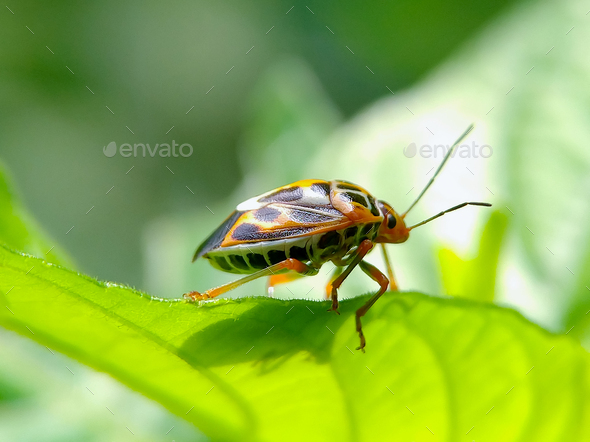 Jasmine Bug - Antestia cruciata Nymphs. Nature background photo. Stock ...