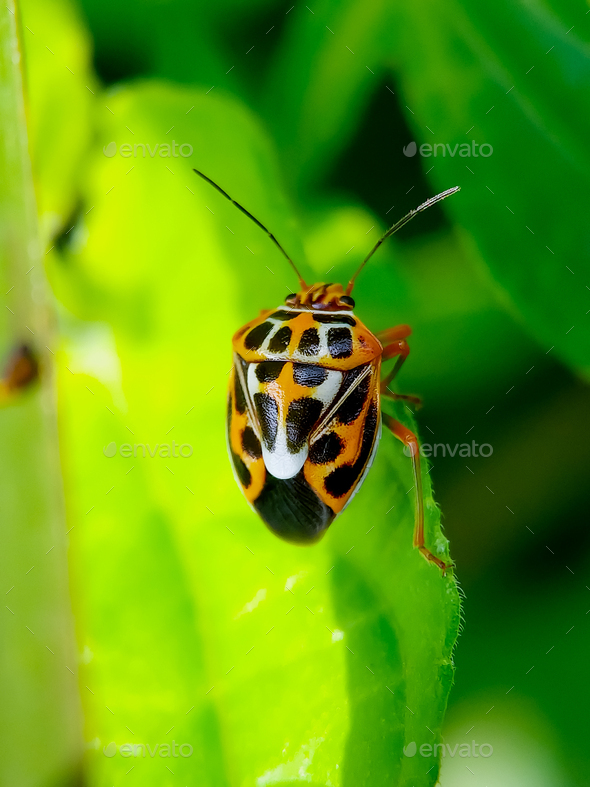 Jasmine Bug - Antestia cruciata Nymphs. Nature background photo. Stock ...