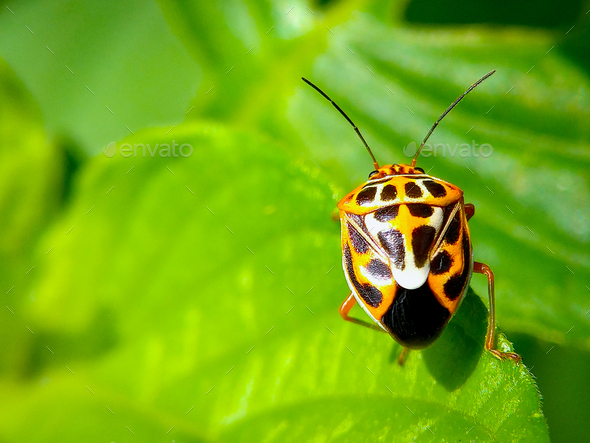Jasmine Bug - Antestia cruciata Nymphs. Nature background photo. Stock ...
