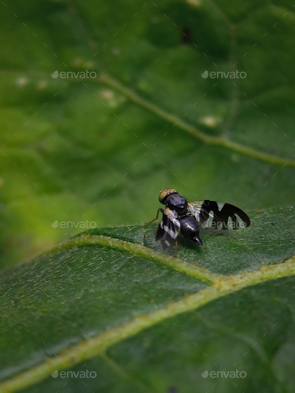 Urophora is a genus of tephritid or fruit flies in the family ...