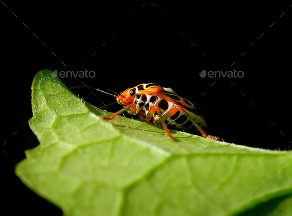 Jasmine Bug, Antestia cruciata Nymphs. Nature background photo. Stock ...