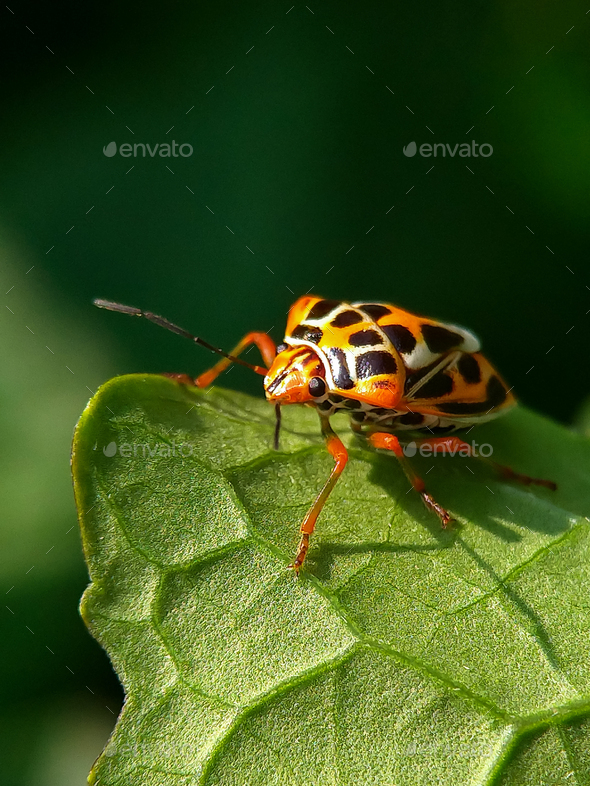 Jasmine Bug - Antestia cruciata Nymphs. Nature background photo. Stock ...