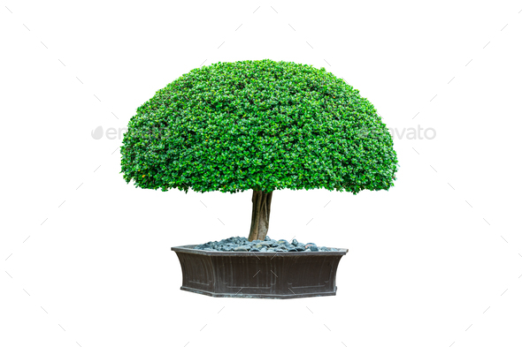 Tree in potted isolated on white background included clipping path ...