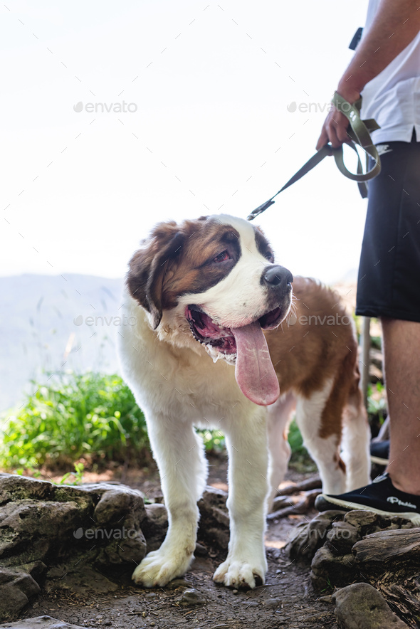 funny and cute st. bernard dog outdoors in hot summer day Stock Photo ...