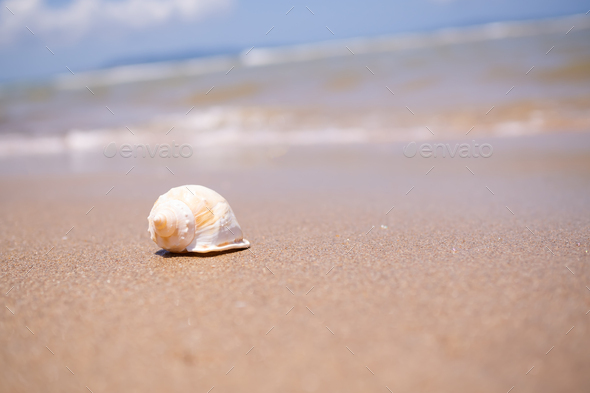 Seashell conch on white sand beach with blur image Stock Photo by wing-wing