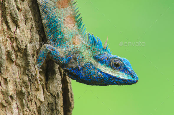 Blue Lizard with big eyes in closed up details, like small reptile with ...