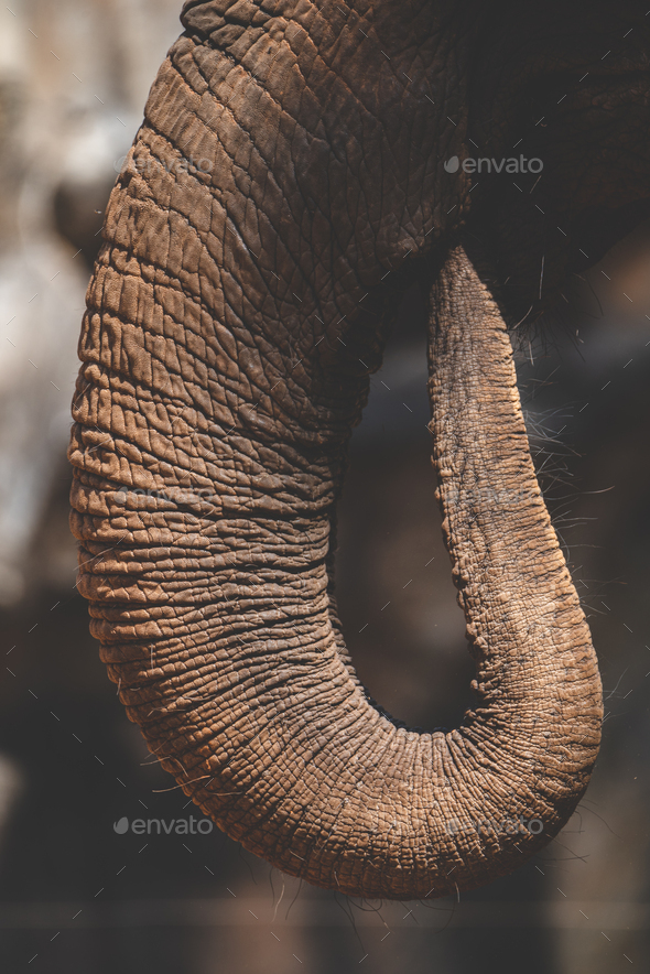 wild animal mammal elephant with trunk towards upside elevated walking ...